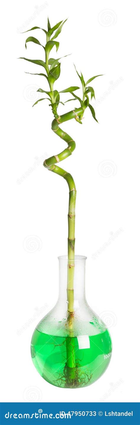 Bamboo Growing In A Flask Isolated Stock Image Image Of Sapling Foliage