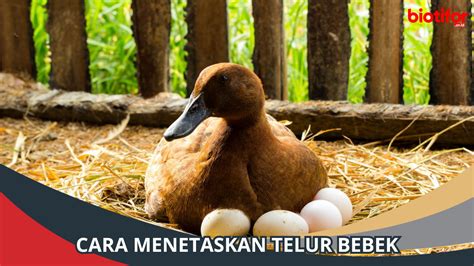 Cara Menetaskan Telur Bebek Panduan Lengkap Biotifor