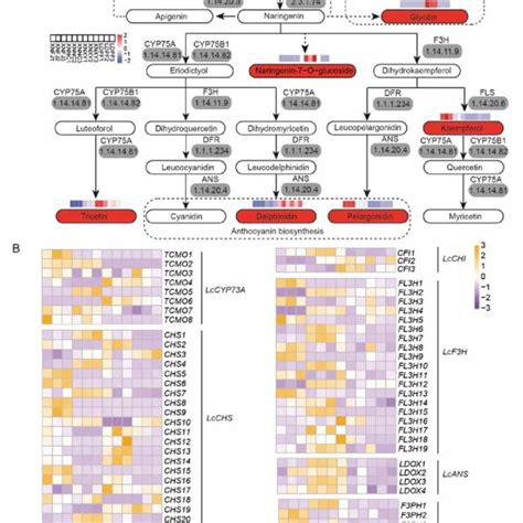 Simplified Representation Of Flavonoid Metabolism And Heat Map Produced