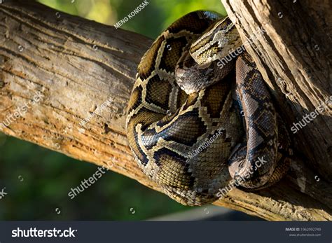 Closeup Reticulated Python Malayopython Reticulatus Curl Stock Photo 1962992749 Shutterstock