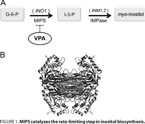 Figure 1 From Phosphorylation Regulates Myo Inositol 3 Phosphate