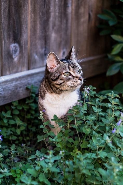 can nursing cats have catnip cats can eat