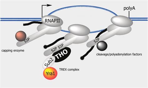 Co Transcriptional Loading Of The Trex Complex The Carboxy Terminal