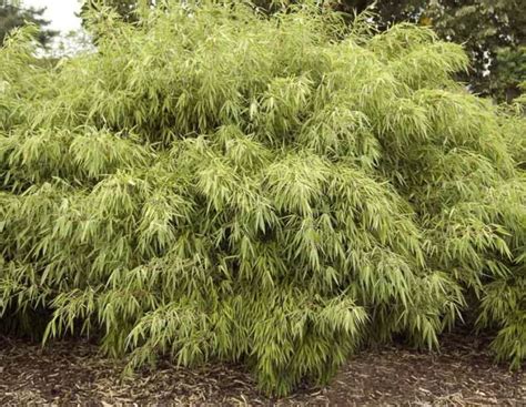 Fargesia Rufa Dragon Head Bamboo