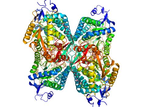 Sasdd79 High Load Concentration Of Alpha Aminoadipic Semialdehyde