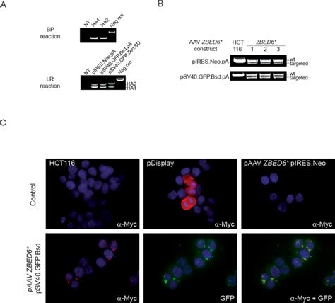 Recombination Based Generation Of Raav Targeting Constructs With A Download Scientific Diagram