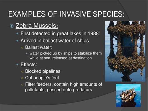 Invasive Definition