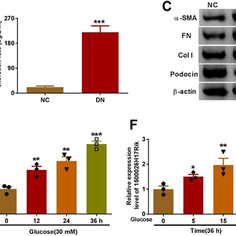 1500026h17rik was upregulated in dn mice and hg induced podocytes in