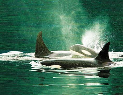 Southern Resident Killer Whales Unique Icons Of The Pacific Northwest