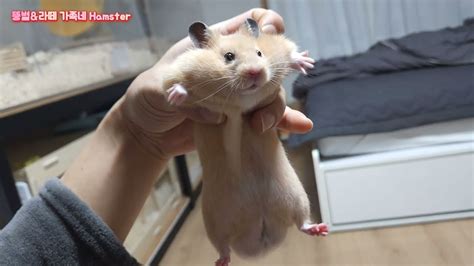 뚱별and라떼 가족네 햄스터 Hamster 소개영상 Youtube