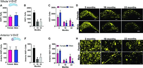 Npc Proliferation In Vivo Is Affected By Age And Sex Immunostaining For