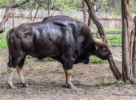 The Gaur Also Known As The Indian Bison Is A Bovine Native To South