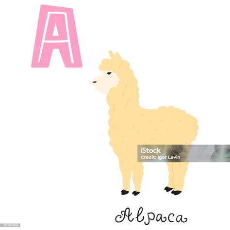 Alpaca Letter A Educational Concept Learn Alphabet Stock Illustration