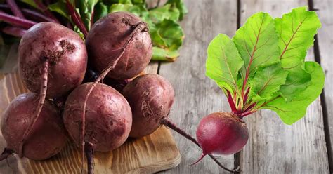 Can Cats Eat Cucumbers Is It Safe