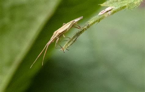 Grass Bug Gedling Conservation Trust Nottingham