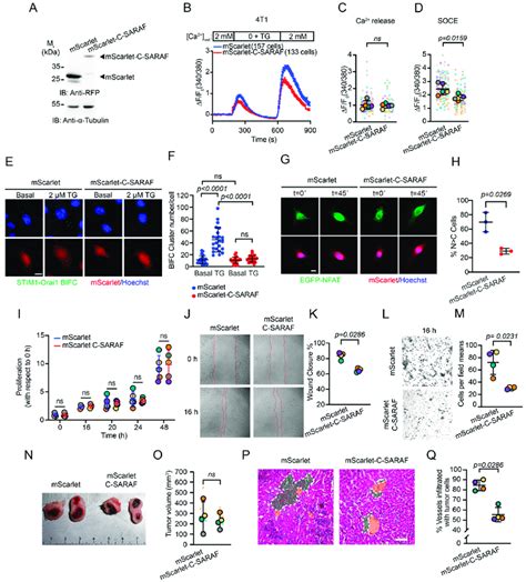 The C Terminal Fragment Of Saraf Reduces Soce Response And Affects