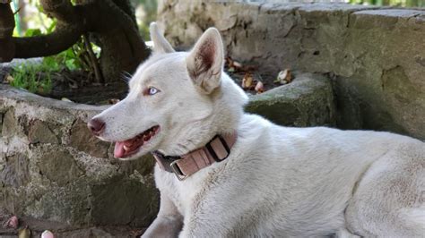 Guardería para perros Medellín Corporación Dejando Huella