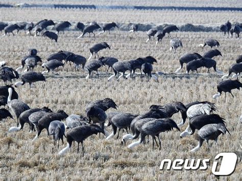 순천만 월동 흑두루미 시베리아로 모두 이동 뉴스1