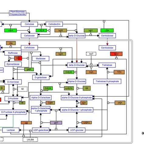 Correlation Of Metabolome And Transcriptome In Cellulase Induction A Download Scientific