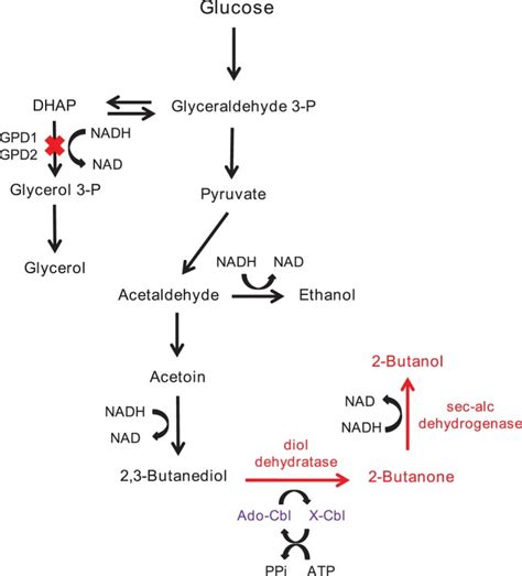The Heterologous Proteins Expressed Are Marked In Red In Violet Is The