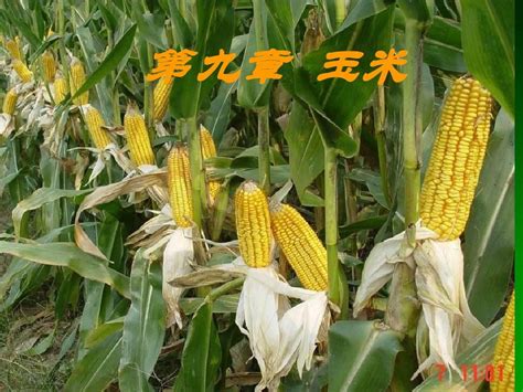 玉米word文档在线阅读与下载无忧文档