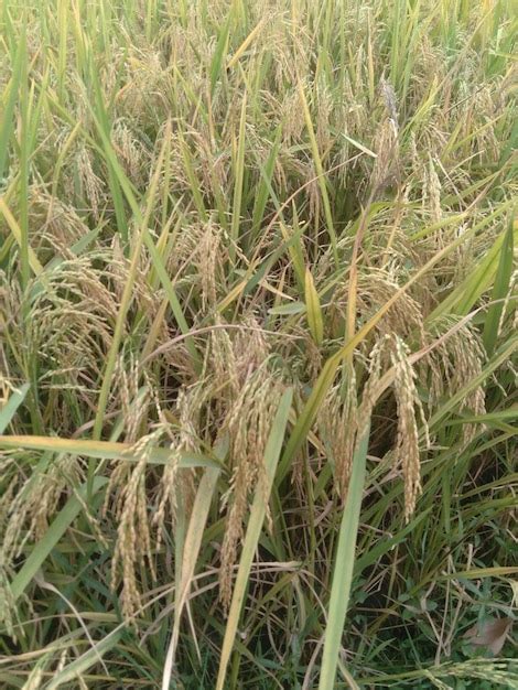 Premium Photo Paddy Outdoor Natural Background