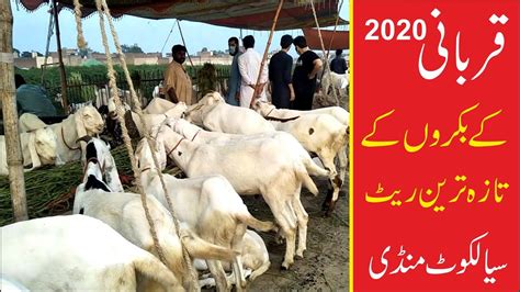 Eid Qurbani Ke Janwar Ka Rate 2020 Bakra Mandi Sialkot Pakistan