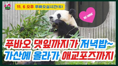 🍒116 오후6 푸바오 댓잎먹방 하루마무리 다른간식 못봐 아쉽네💥가산위 좋지만 밤엔 내실에서 코~하자~ 푸바오근황