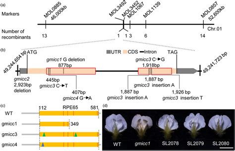 Map‐based Cloning Of The Candidate Locus A Physical Locations Of The Download Scientific