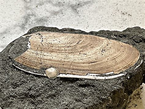 Cretaceous Clam From The Severn Formation Md Member Collections The Fossil Forum
