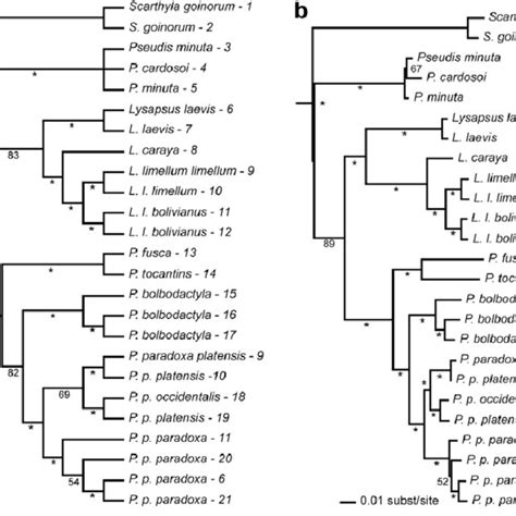 a maximum parsimony tree with bootstrap support values numbers to