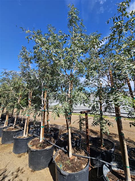 Leos Tree Nursery