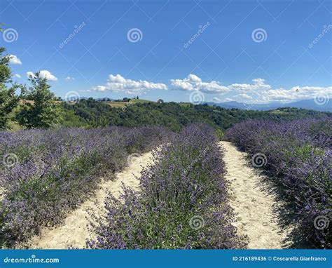 Descobrir 71 imagen campos de lavanda na itália br thptnganamst edu vn