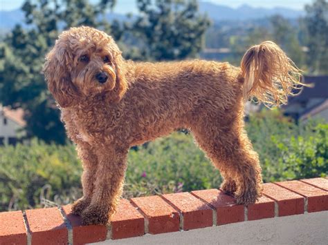 Cavapoo Energierbündel Familien And Designerhund