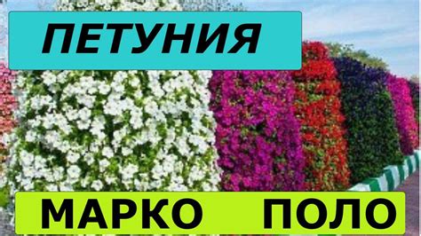 петуния МАРКО ПОЛО покупать или нет? - YouTube