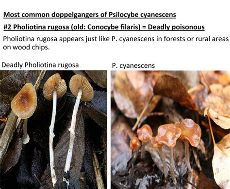 I Made A Little Guide To Distinguish P Cyanescens From Its