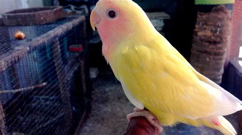 Lutino Peach Faced Lovebird