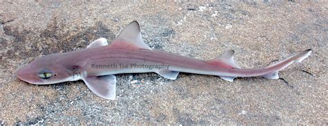 Smooth Dogfish Mexican