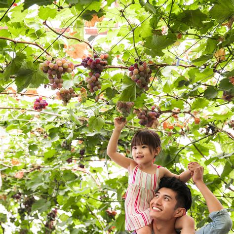 安全高清图片 幸福家庭在采摘葡萄 人像图片免费下载格式3648像素编号69389278 千图网