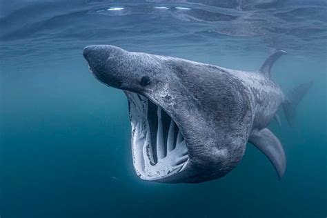 New Global Map Shows Where Sharks And Rays Most Need Protection