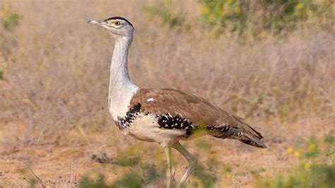 Saving Great Indian Bustard Must Be Balanced With Energy Needs Sc
