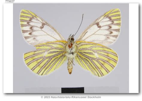 Phulia Mercedis Sterodice Type Specimens