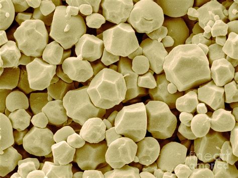 Eddo Starch Grains Sem Photograph By Scimat Fine Art America