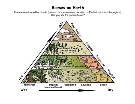 Levels Of Vegetation In Forests And Deserts