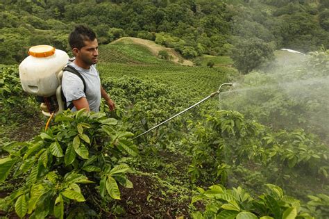Desastres Naturales Provocaron 108 Millones En Pérdidas En Cultivos