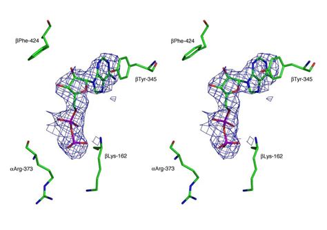 8 Stereo image of the refined 2F O F C density for nucleotide in the β