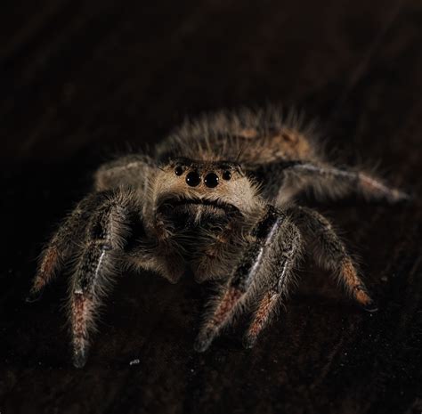 Arthropods Canada