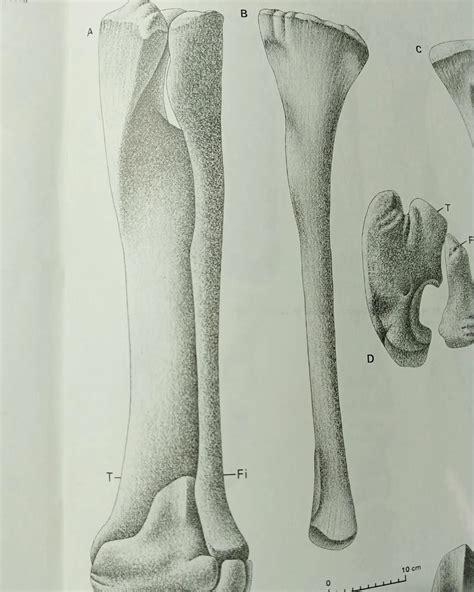 Thétis Allosaurus Right Tibia And Fibula Fitting Facebook