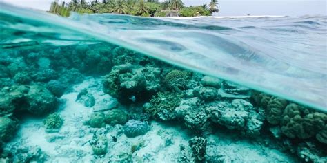 New Report On Coral Reef Resilience Center For Ocean Solutions
