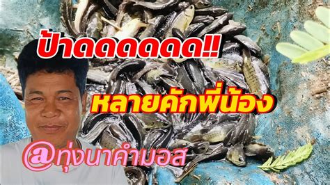 เริ่มเข้าฤดูหนาวเริ่มมีปลาข่อน คำมอส สาวน้อยเพชรบ้านแพง Youtube
